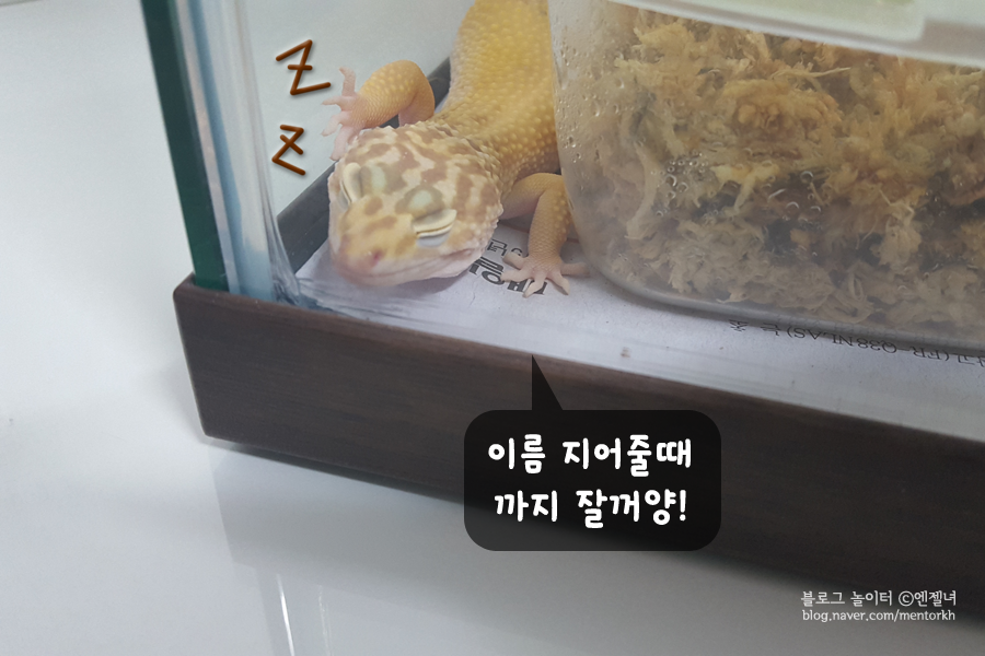 파충류and도마뱀 키우기 레오파드게코 네이버 블로그